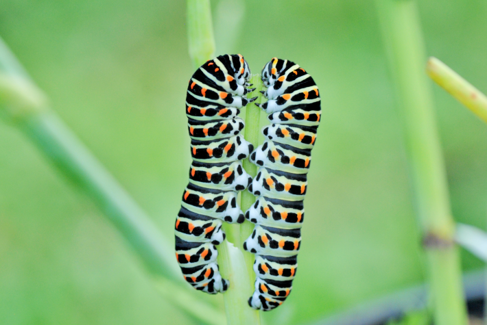 Recharge Boîte à Machaon - Kit élevage chenille papillon